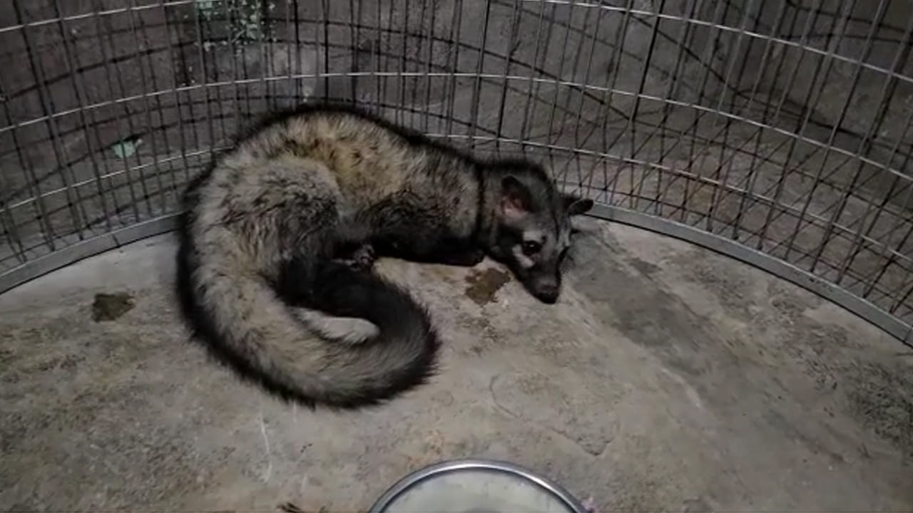 Krishna District: పురాతన ఇంటిని తొలగిస్తుండగా ఇంటి కప్పుపై కనిపించిన ...