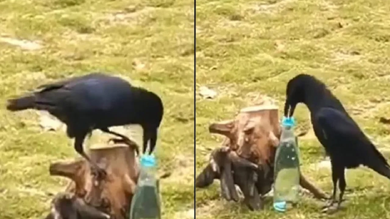 Thirsty Crow కథ నిజమైంది..! బాటిల్‌లో రాళ్లు వేసి నీళ్లు తాగిన కాకి ...