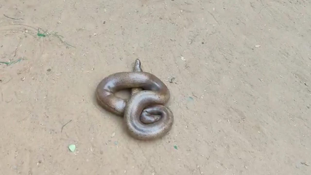 2 Headed Snake: ములుగు జిల్లాలో అరుదైన పాము.. దీన్ని గురించి మీరు ...