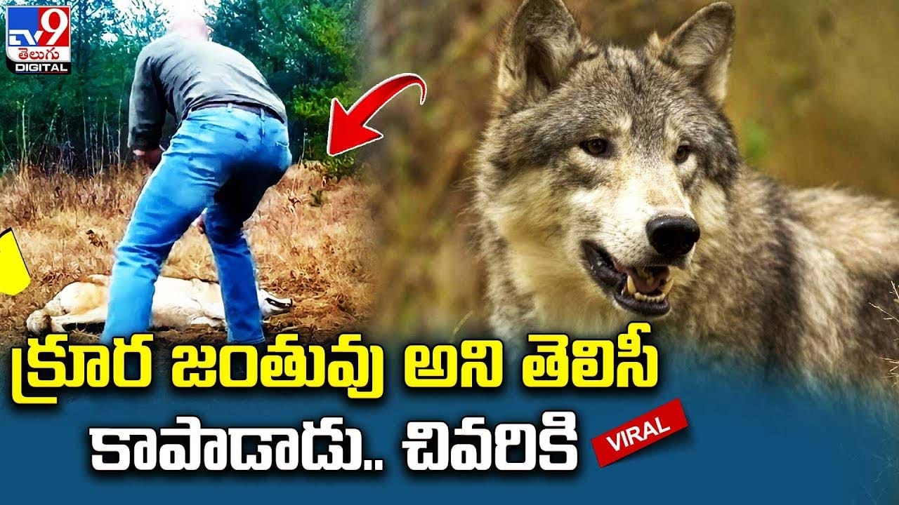 క్రూర జంతువు అని తెలిసీ కాపాడాడు.. చివరికి ?? - Telugu News | Man risks ...