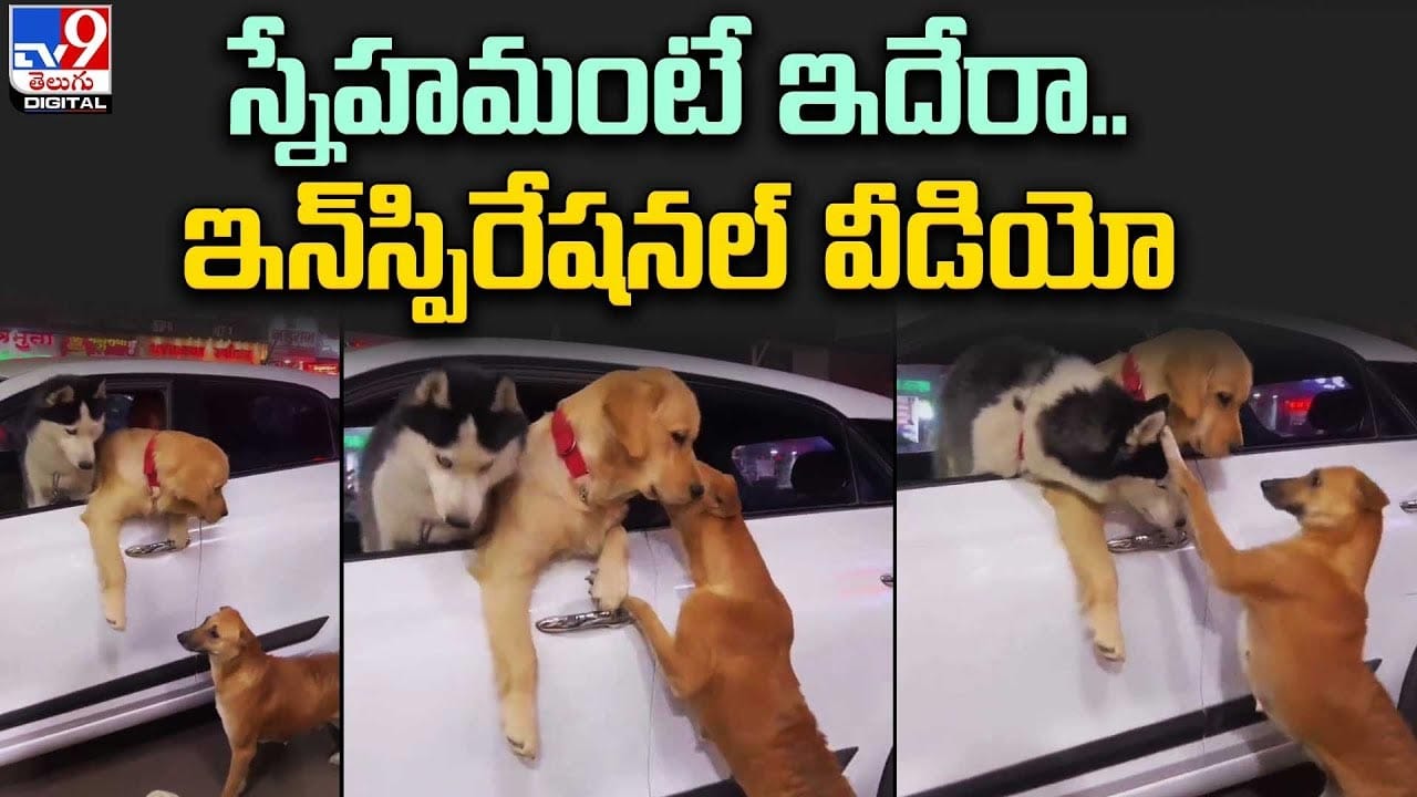 స్నేహమంటే ఇదేరా.. నెట్టింట వైరల్‌ అవుతున్న క్యూట్‌ వీడియో - Telugu News ...