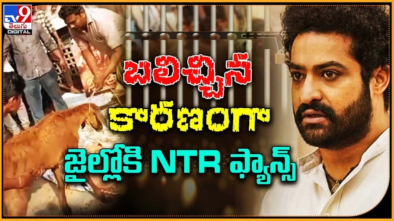 బలిచ్చిన కారణంగా జైల్లోకి NTR ఫ్యాన్స్.. - Telugu News | Jr NTR Fans ...