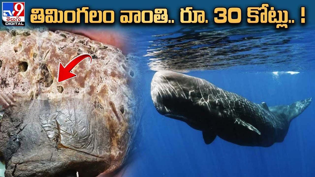 తిమింగలం వాంతి .. రూ. 30 కోట్లు.. దానికి ఎందుకంత డిమాండ్‌ ?? - Telugu ...