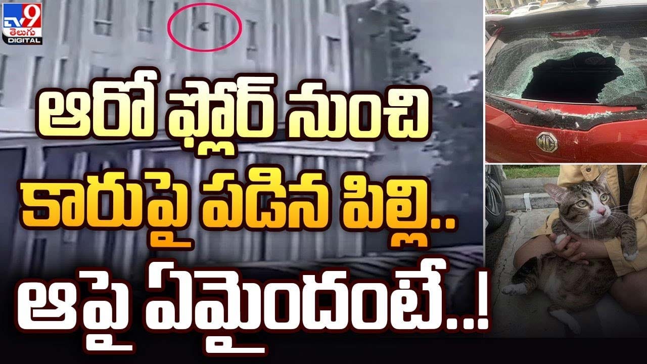ఆరో ఫ్లోర్ నుంచి కారుపై ప‌డిన పిల్లి !! ఆ పై ఏమైందంటే ?? - Telugu News ...