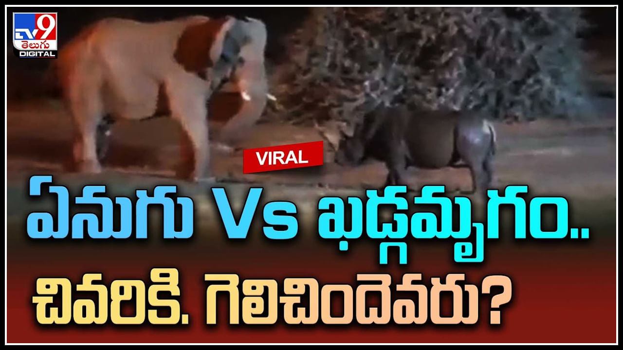 Elephant vs Rhino: ఏనుగు vs ఖడ్గమృగం.. ఖడ్గమృగాన్ని కంగారెత్తించిన ఏనుగు.. వీడియో. - Telugu News ...