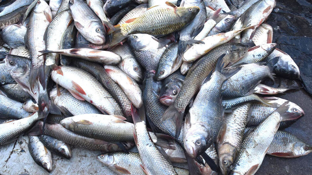 Mrigasira Karthi: మృగశిర కార్తెలో చేపలు ఎందుకు తింటారు..? దాని వెనకాల ...