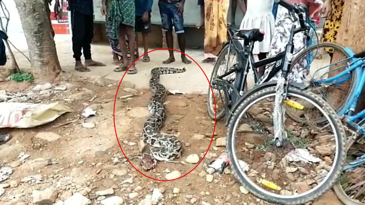 Giant Python: గ్రామస్థులు చూస్తుండగానే కుక్కను అమాంతం మింగిన కొండచిలువ ...