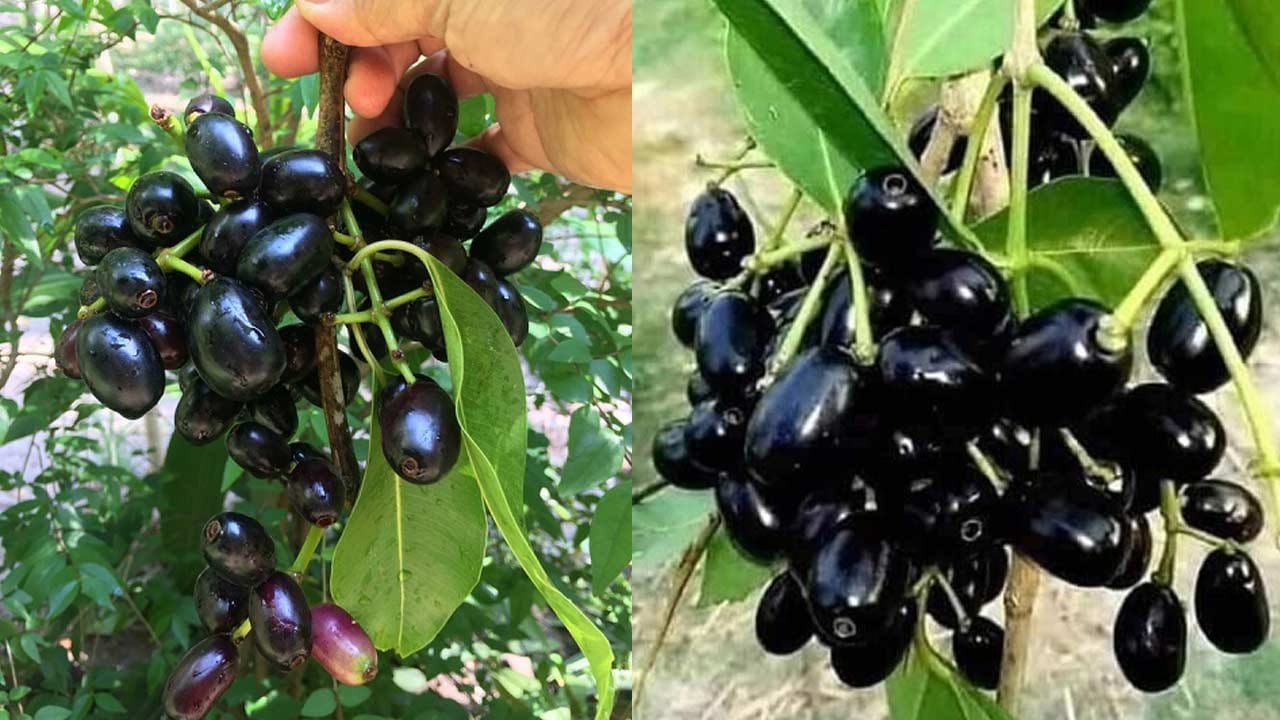 Jamun Farming: ఈ పంట సాగు చేస్తే ధనవంతులవ్వడం ఖాయం.. ఒక హెక్టారుకి రూ ...