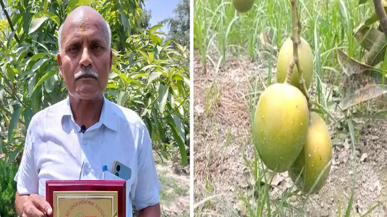 Sugar Free Mango: షుగర్ పేషేంట్స్‌కు గుడ్ న్యూస్.. మార్కెట్‌లో షుగర్ ...