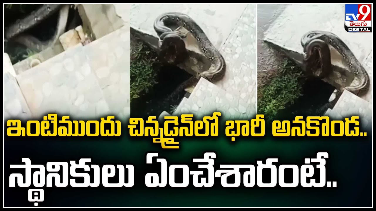 Viral Video: ఇంటిముందు చిన్నడ్రైన్‌లో భారీ అనకొండ.. స్థానికులు ...