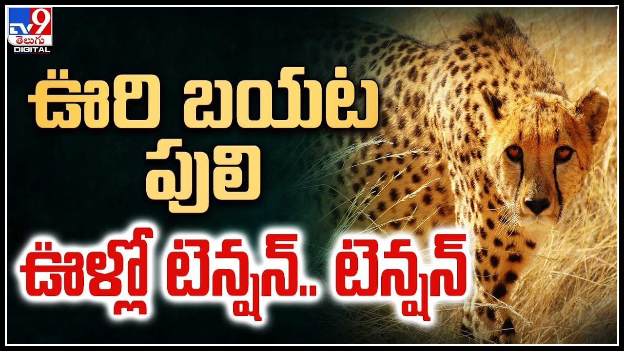 Cheetah: కొండల్లో చిరుత సంచారం.. ఆందోళనలో గ్రామస్తులు.! - Telugu News | Cheetah roaming in the ...