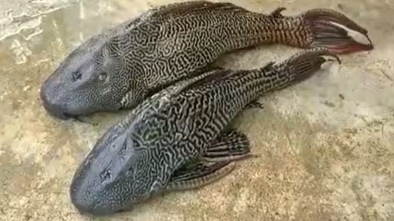 Devil Fish: బాబోయ్ ‘దెయ్యం చేప’.. లబోదిబోమంటున్న కొల్లేరు ఆక్వా రైతులు ...