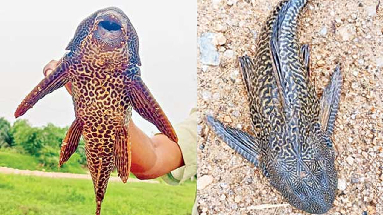 Andhra Pradesh: చేపల కోసం వల వేసిన స్థానికులకు షాక్.. బాబోయ్ దెయ్యం చేప ...