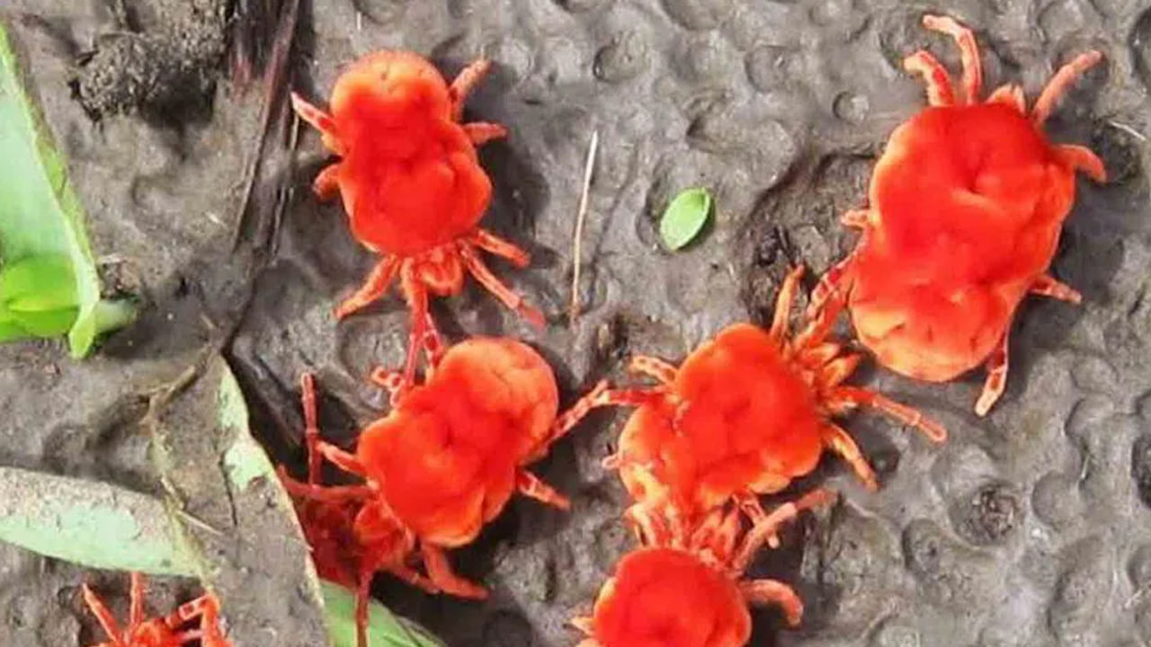 Viral: ఈ పురుగులు ఏంటో మీకు తెల్సా.. ఇవి కానీ పొలాల్లో కనిపిస్తే ...