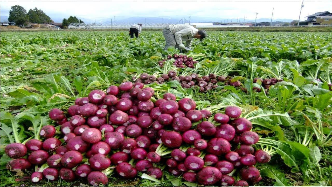 Raddish Benefits: ముల్లంగితో మీ ఆరోగ్యం పదిలం.. ఈ సమస్యల నుంచి ఉపశమనం ...