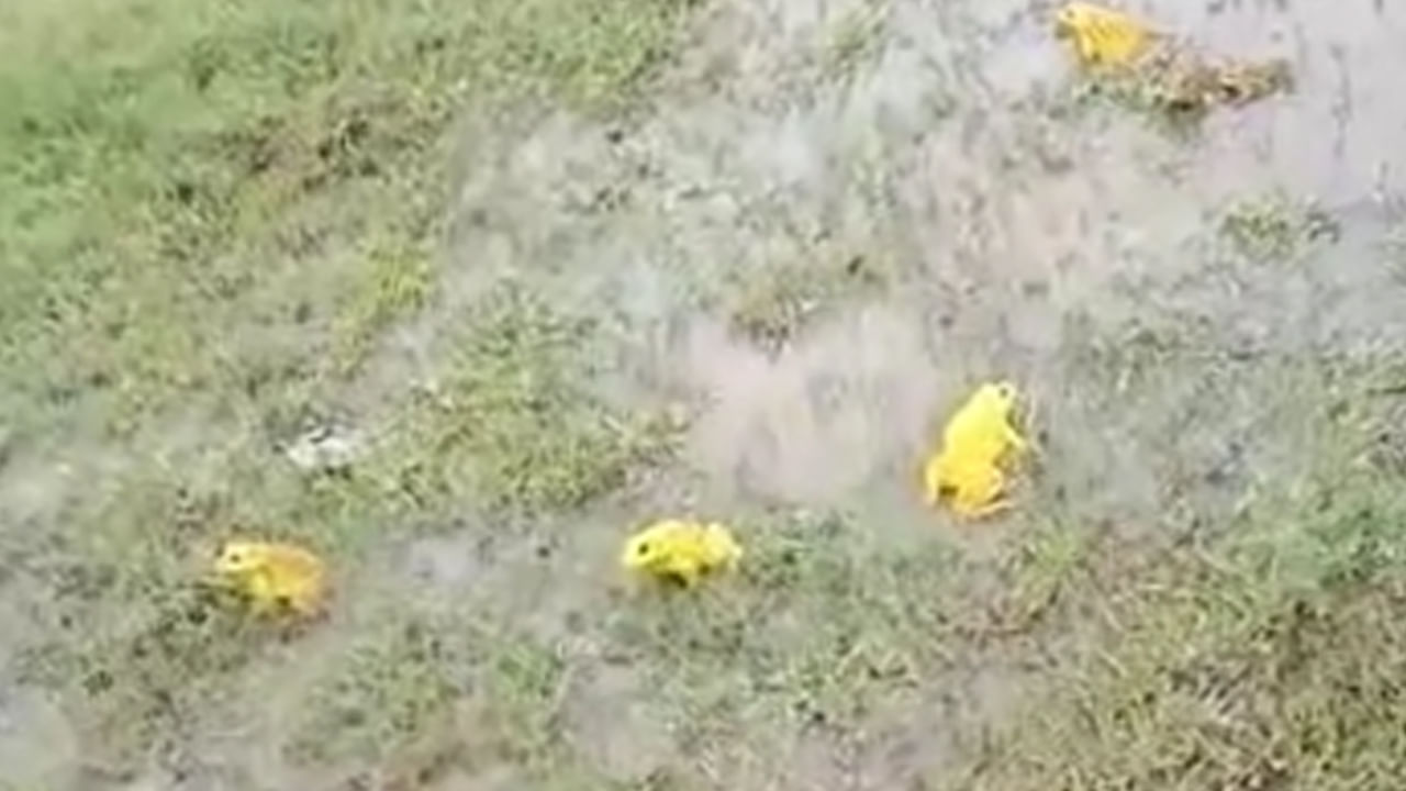 Telangana: జోరువానలో సందడి చేసిన పసిడివర్ణం కప్పలు.. చేపలతో పోటీపడుతూ ఆటలు.. వీడియో వైరల్ ...