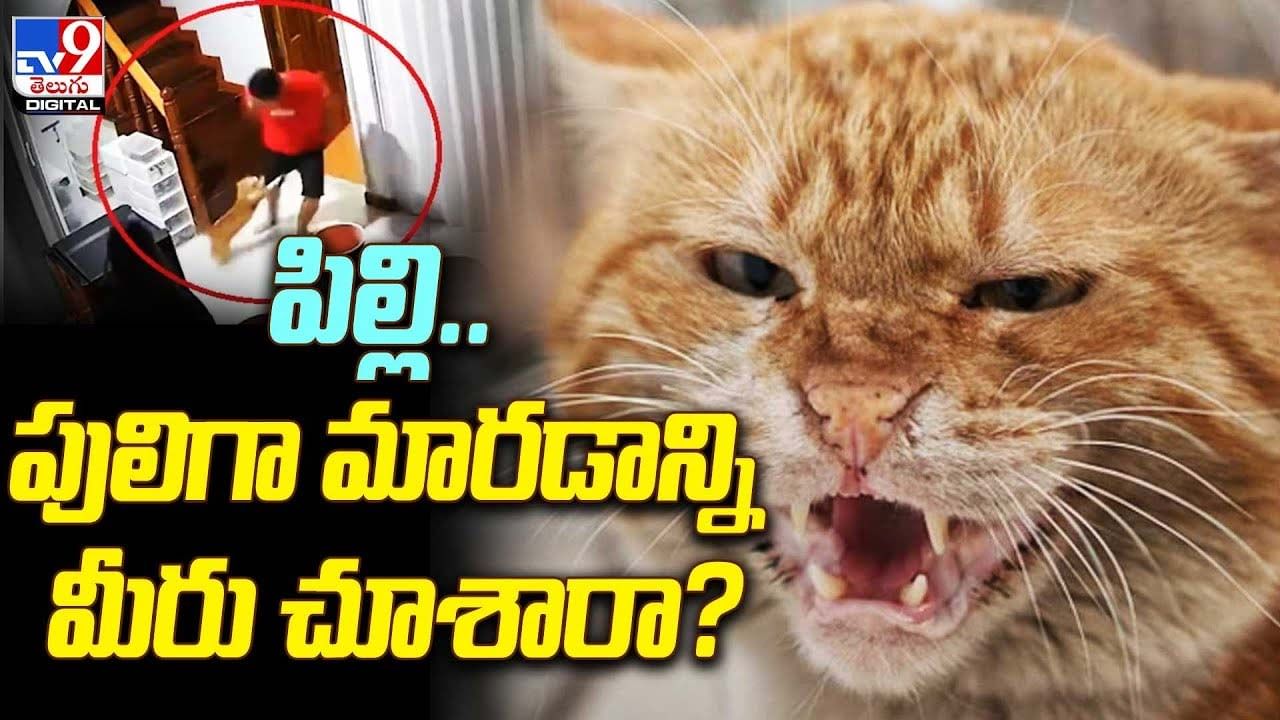 పిల్లి పులిగా మారడాన్ని మీరు చూశారా నెట్టింట వైరల్ అవుతున్న షాకింగ్