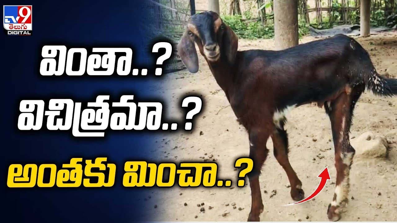 మూడు కాళ్లతో పుట్టిన మేక, కొబ్బరి చెట్టుకు ఆరు తలలు.. - Telugu News | Goat born with three legs ...