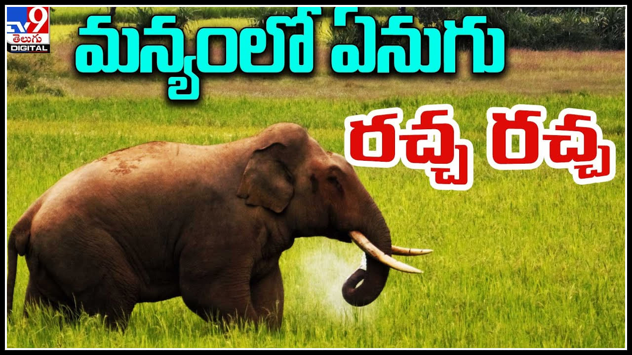 Elephants: మన్యం జిల్లాలో గుంపు నుండి తప్పిపోయిన ఏనుగు.. తోటి ఏనుగుల ...