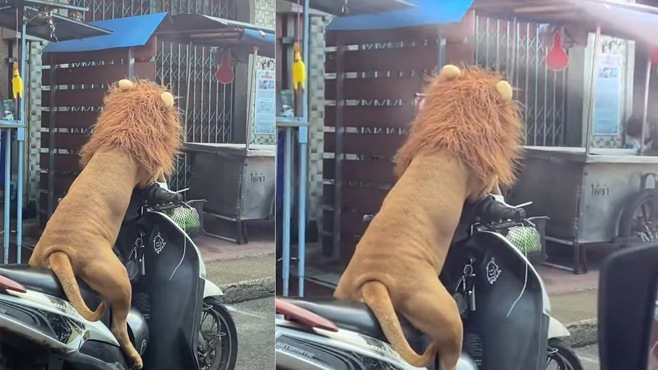 Viral Video: హై.. హై.. నాయకా.! బైక్‌పై సింగిల్‌గా షికారుకొచ్చిన సింహం ...