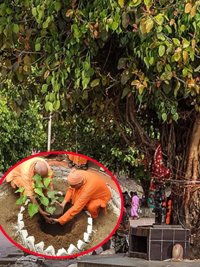 రావిచెట్టు చుట్టూ ప్రదక్షిణలు చేయడంలో అర్ధం ఏమిటి.? – TV9 Telugu