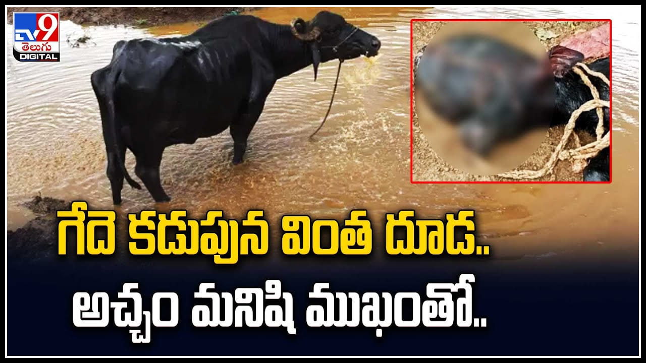 Strange Calf: గేదె కడుపున అచ్చం మనిషి ముఖంతో వింత దూడ జననం.. వీడియో ...