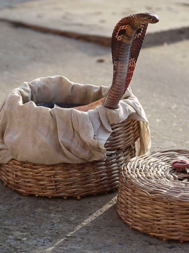 రైల్లో పాములు విడిచిపెట్టిన బిచ్చగాళ్లు..! – TV9 Telugu