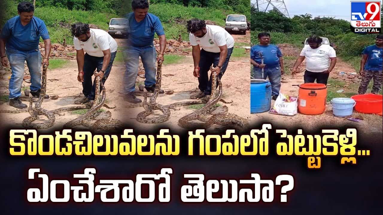 Pythons: కొండచిలువలను గంపలో పెట్టుకెళ్లి.. ఏంచేశారో తెలుసా.? వీడియో వైరల్ - Telugu News | Four ...