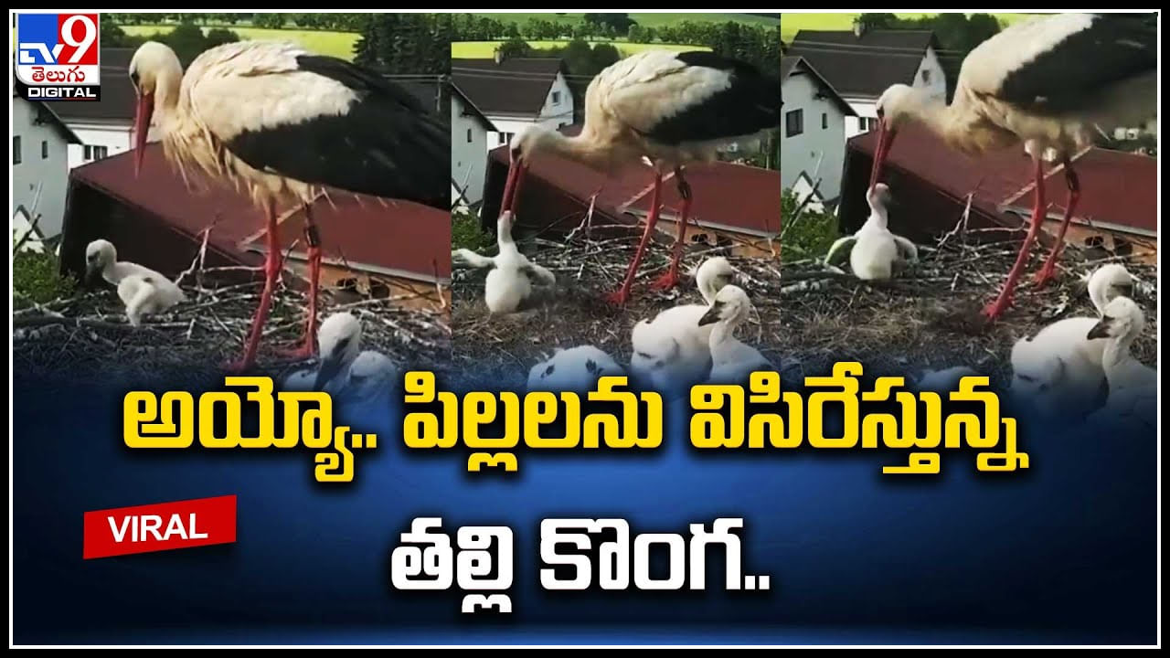 Stork - Chick: అయ్యో.. పిల్లలను విసిరేస్తున్న తల్లి కొంగ.. వైరల్ ...