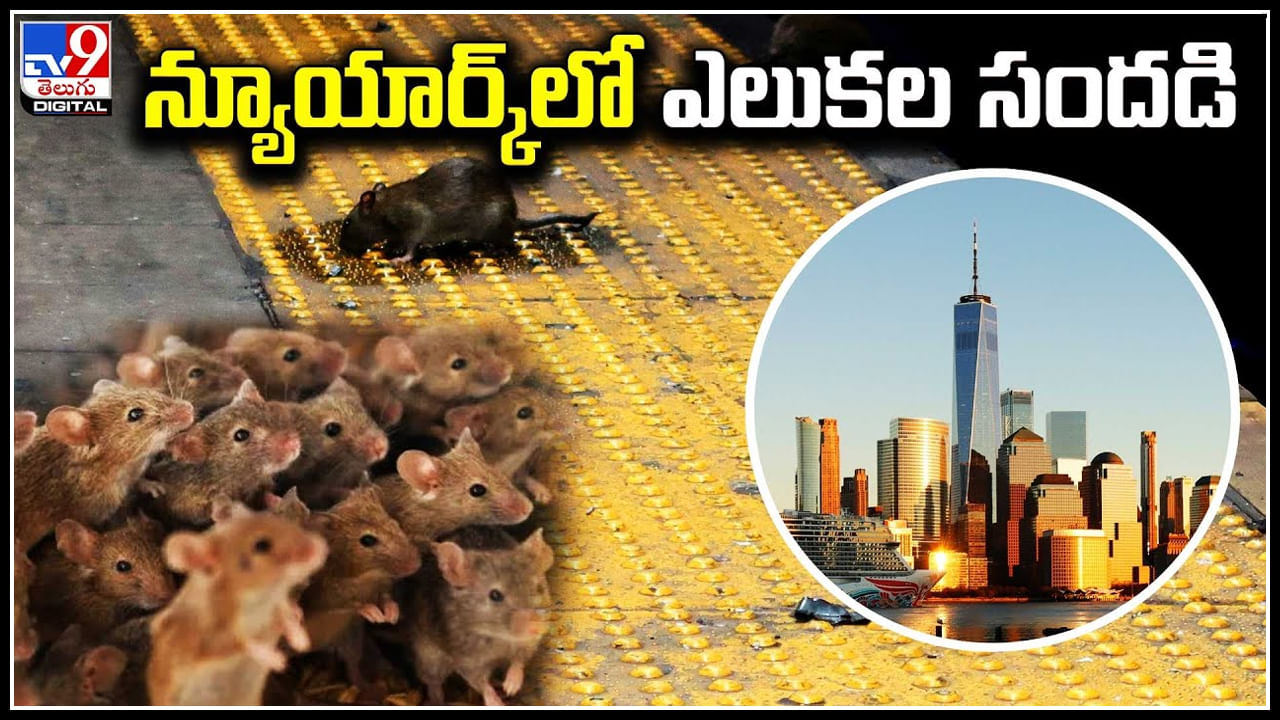 Rat Tours: అగ్రరాజ్యంలో ఎలుకల సందడి.. న్యూయార్క్ లో ఇదే న్యూ ట్రెండ్ ...