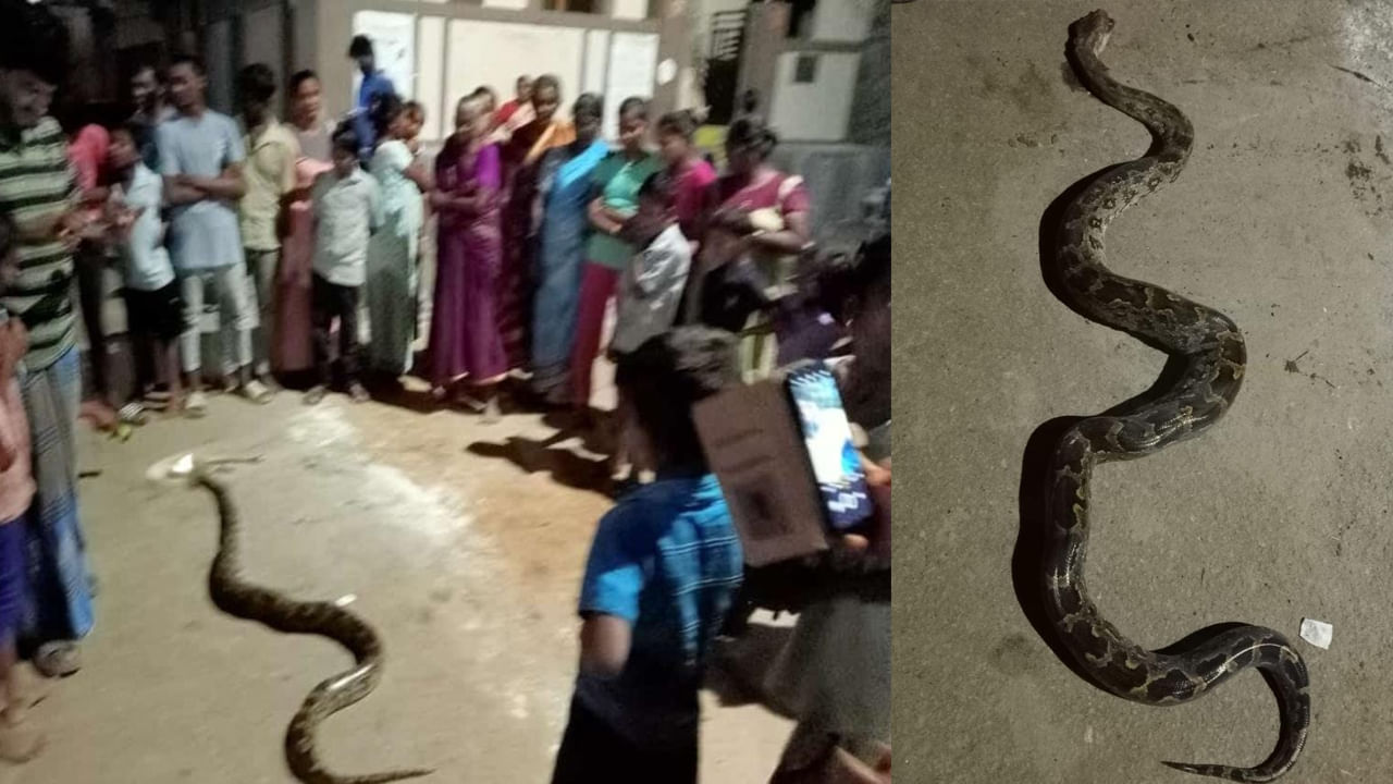 Vizianagaram: వామ్మో ఎంత పెద్ద పామో.. గ్రామస్తులపై ఒక్కసారిగా ...