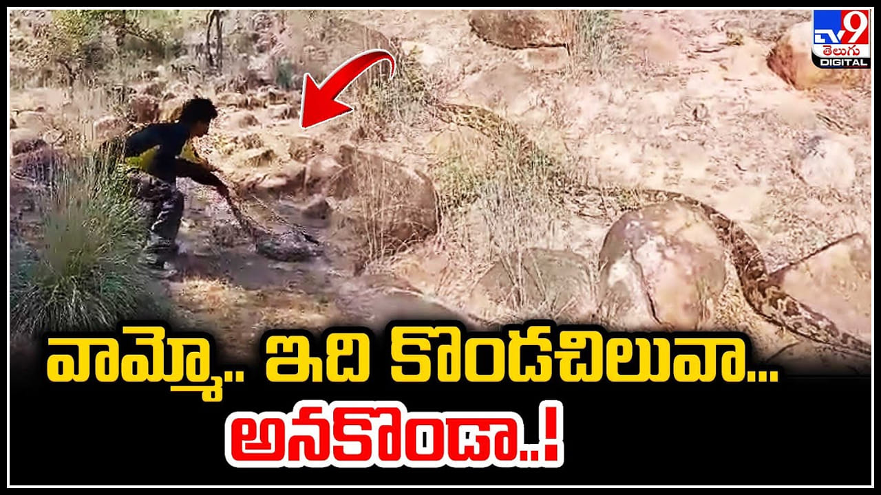 Python: వామ్మో.. ఇది కొండచిలువా.. అనకొండా..! ఏంటి ఇంత ఉంది.. కళ్ళు ...