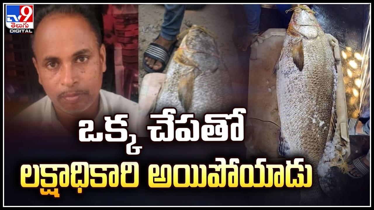 Kachidi Fish: ఒక్క చేపతో లక్షాధికారి అయిపోయాడు..! వలకు చిక్కిన 22 కిలోల కచిడీ ఫిష్‌. - Telugu ...