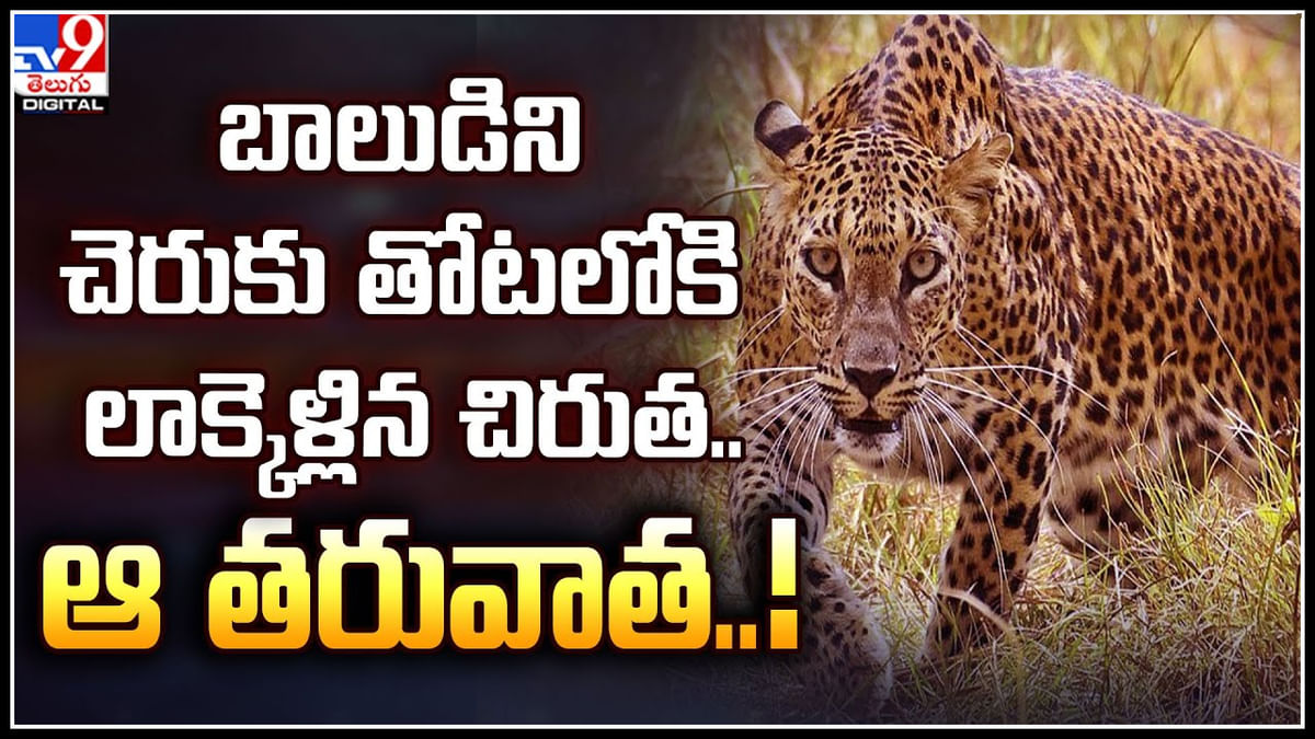 Cheetah Attck: బాలుడిని చెరుకు తోట‌లోకి లాక్కెళ్లిన చిరుత.. ఆ తరువాత..! - Telugu News | A ...