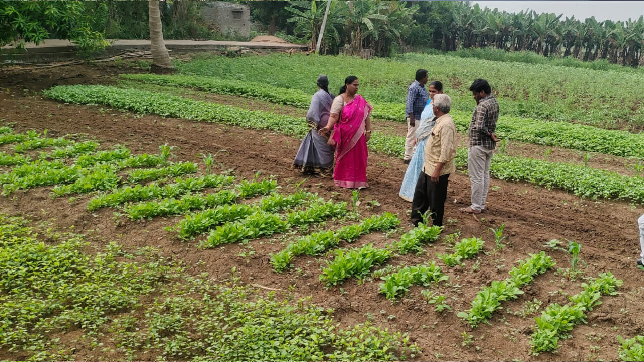 Agriculture ATM: వ్యవసాయంలోనూ ఏటీఎం మోడల్.. రైతన్నలకు కాసులు ... Agriculture ATM: వ్యవసాయంలోనూ ఏటీఎం మోడల్.. రైతన్నలకు కాసులు ...