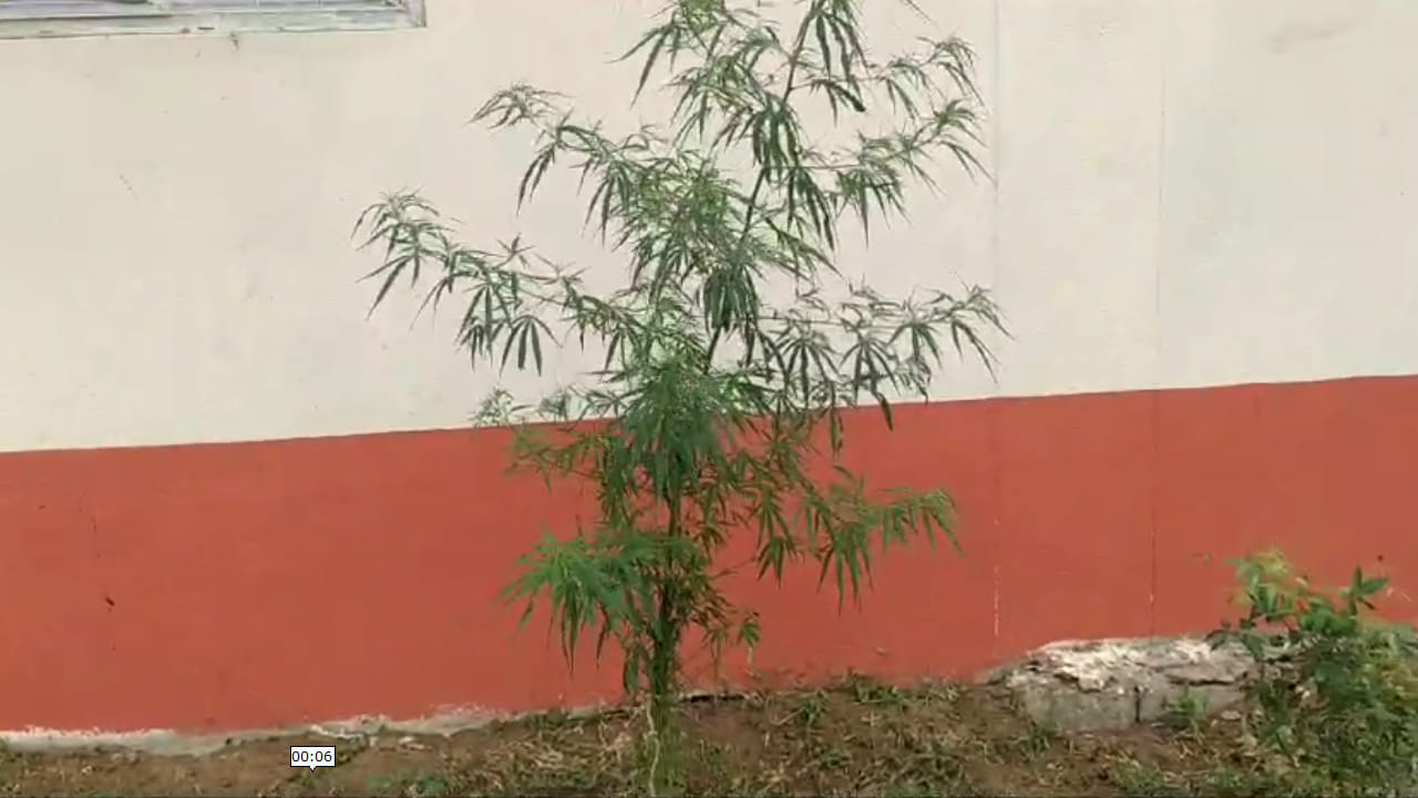 Andhra Pradesh: ఆ మొక్కను చూసి పరుగులు తీసిన సచివాలయం సిబ్బంది ...