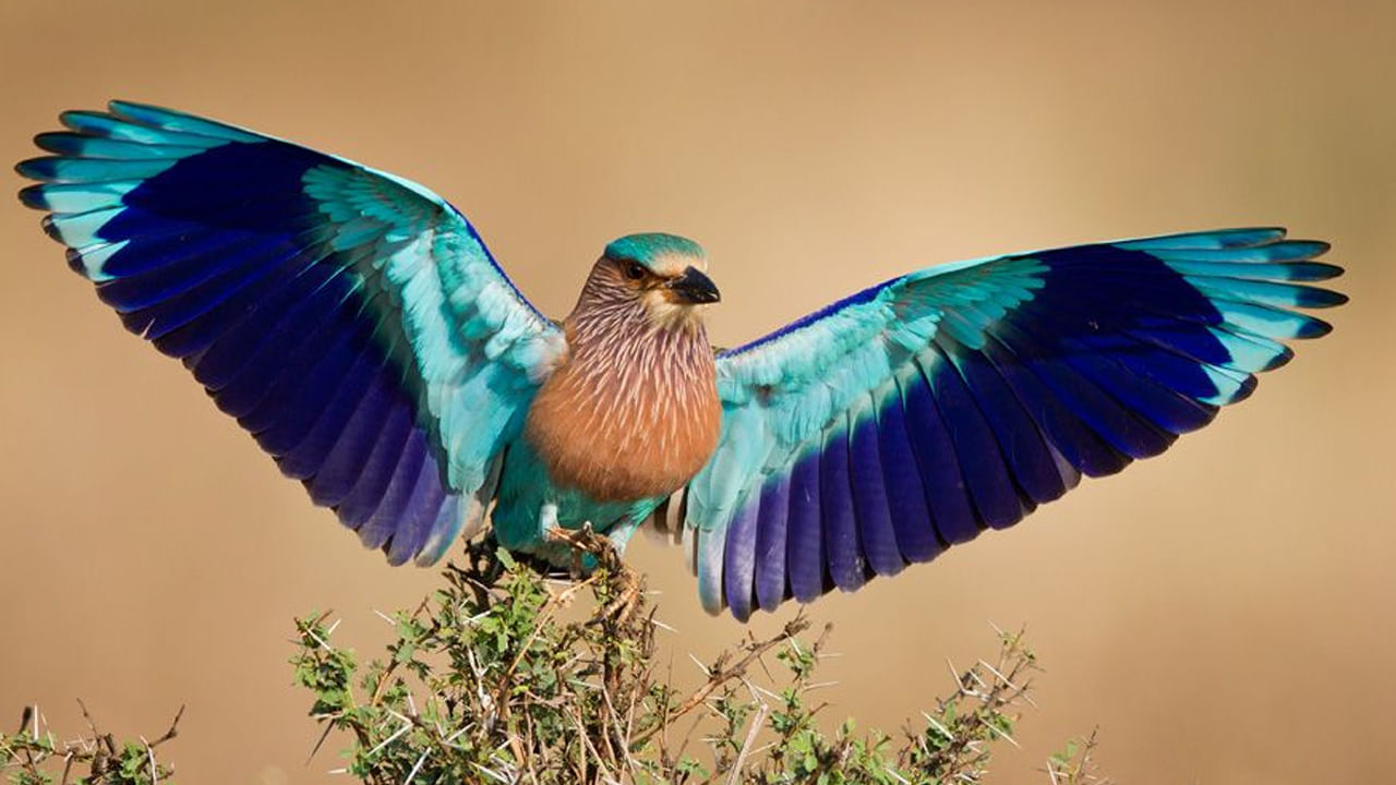 Dussehra: దసరా రోజు పాలపిట్టను ఎందుకు చూస్తారు.? ప్రాముఖ్యత ఏంటి ...