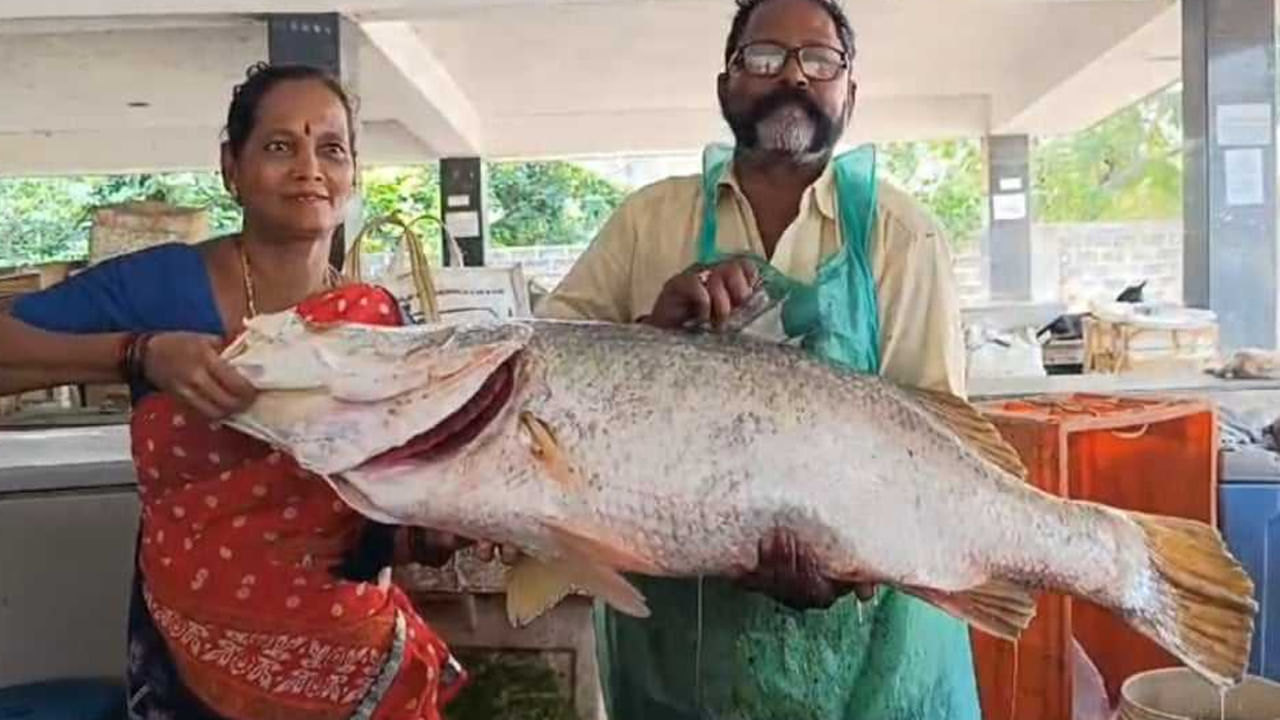 Pandugappa Fish: మత్స్యకారుల వలకు చిక్కిన పండుగప్ప.. చేపల రారాజుని భారీ ...