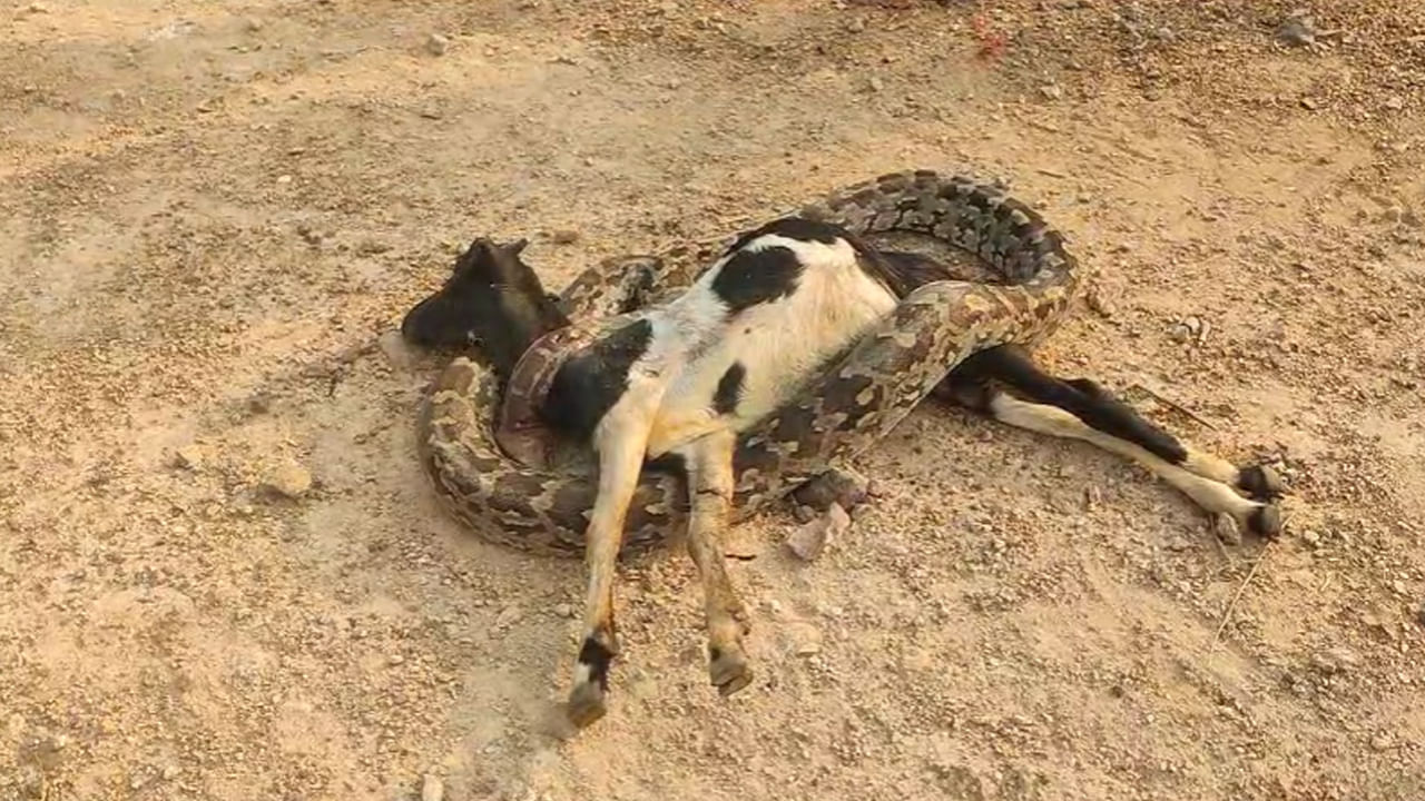 Python: ఆకలి తీర్చుకునేందుకు వచ్చింది.. ఆఖరికి హతమయ్యింది... - Telugu ...