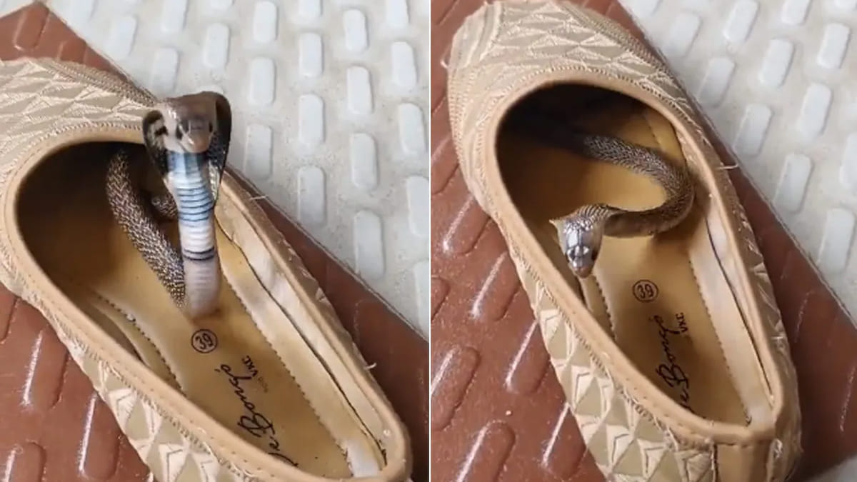 Viral Video: ఆటోమాటిక్‌గా కదులుతున్న షూ.. ఏంటా చూడగా ప్యాంట్ ప్యాక్ ...