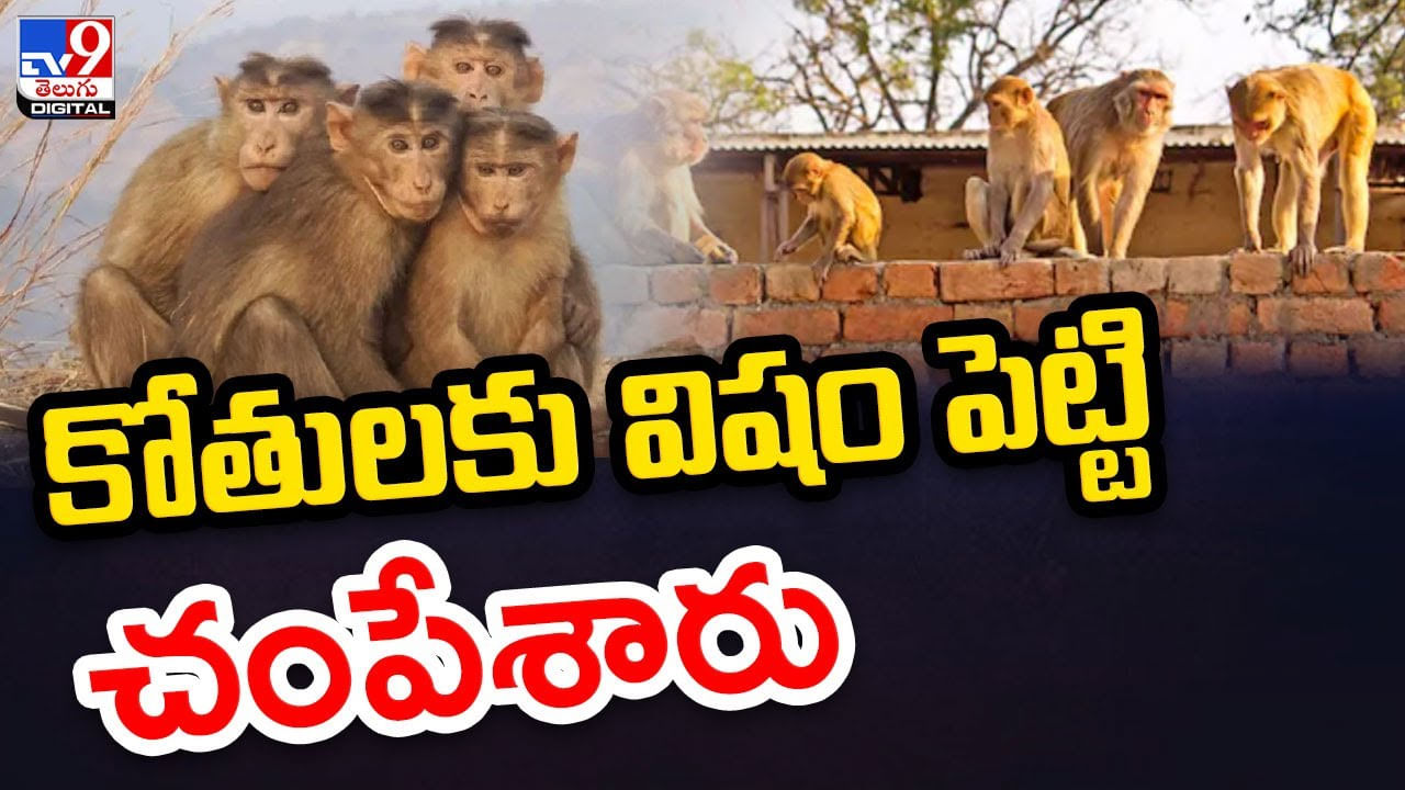 Monkeys: పెద్దపల్లి జిల్లాలో దారుణం.. కోతులను విషం పెట్టి చంపేశారు.. - Telugu News | Thugs ...