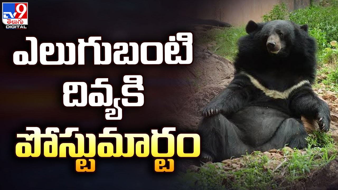 ఎలుగుబంటి దివ్యకి పోస్ట్ మార్టం !! కన్నీటిపర్యంతమైన జూ సిబ్బంది ...