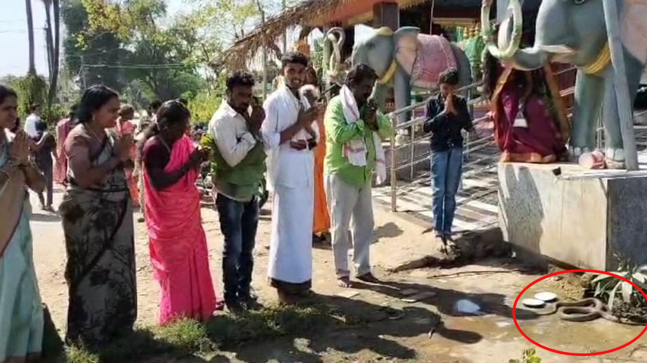 Nagula Chavithi: నాగుల చవితి రోజు ఆసక్తికర సంఘటన.. పాము, ముంగిసల మధ్య ...