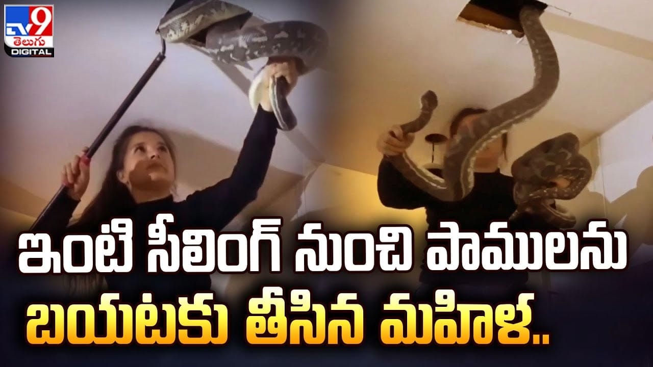 ఇంటి సీలింగ్ నుంచి పాములను బయటకు తీసిన మహిళ.. - Telugu News ...