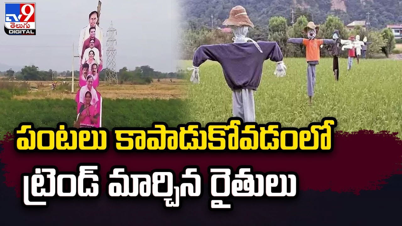 పంటలు కాపాడుకోవడంలో ట్రెండ్‌ మార్చిన రైతులు - Telugu News | Brs cutouts ...