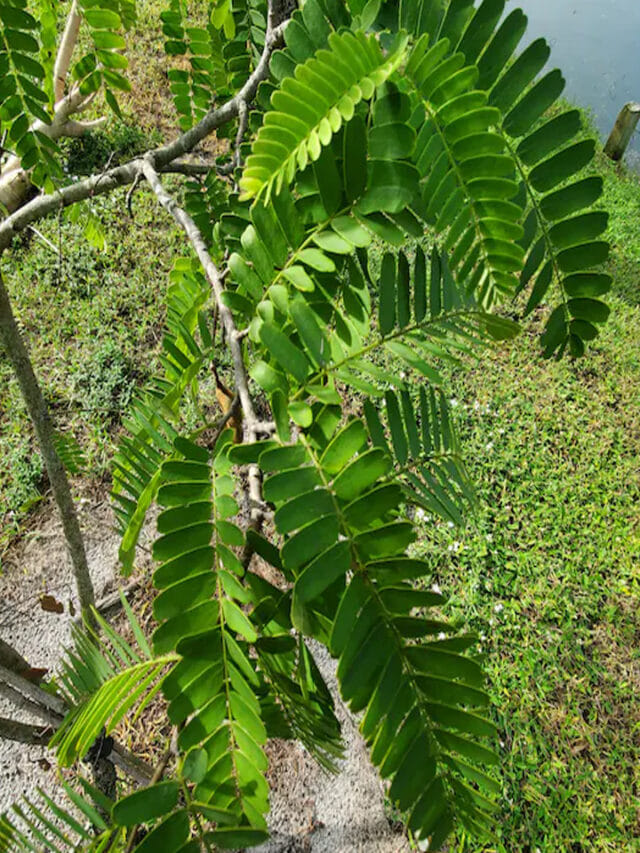 Tamarind Leaves: చింతచిగురు ఔషధ విలువలు తెలిస్తే..అస్సలు వదిలిపెట్టరు ...