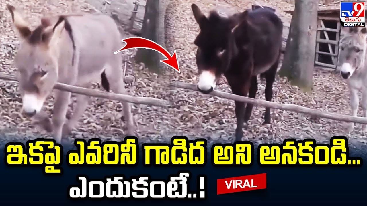 ఇకపై ఎవరినీ గాడిద అని అనకండి.. ఎందుకంటే ?? - Telugu News | Donkey ...