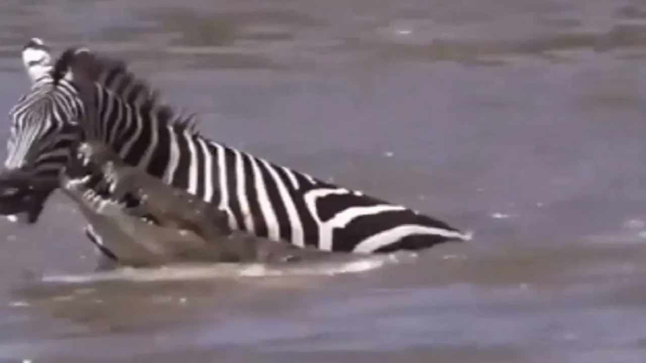 Watch Video: మొసళ్ల మధ్యలో చిక్కుకున్న జీబ్రా.. మెడపట్టుకుని ...