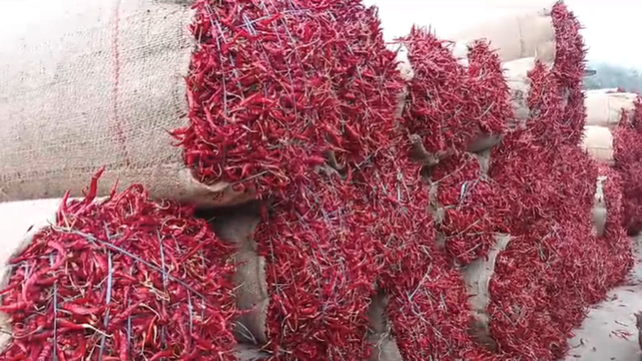Telangana: మట్టానికి పడిపోయిన మిర్చి ధరలు.. ఎందుకు ఈ పరిస్థితి ...