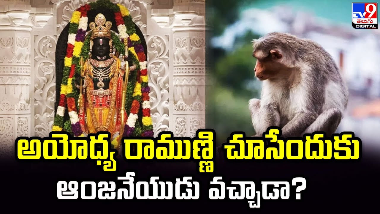 అయోధ్య రాముణ్ణి చూసేందుకు ఆంజనేయుడు వచ్చాడా? - Telugu News | Monkey ...